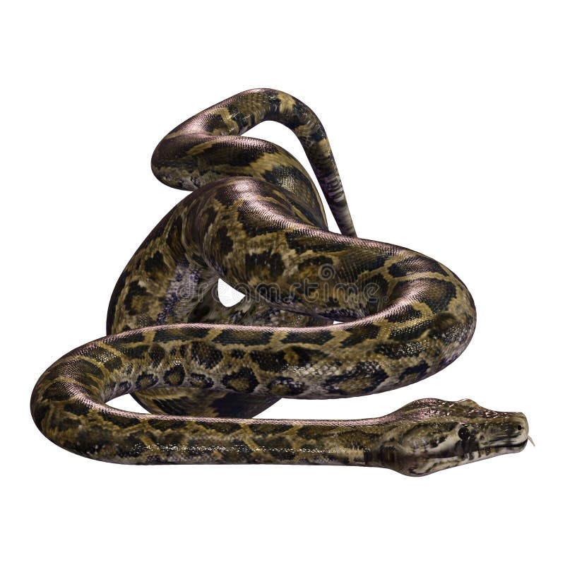Burmese Python Python Bivittatus Stock Illustrations – 50 Burmese ...