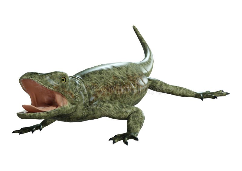 Lizard Chuckwalla Stock Illustrations – 12 Lizard Chuckwalla Stock ...