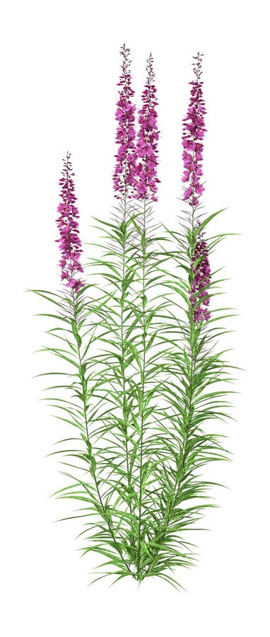Flower Fireweed Plant Stock Illustrations – 293 Flower Fireweed Plant ...
