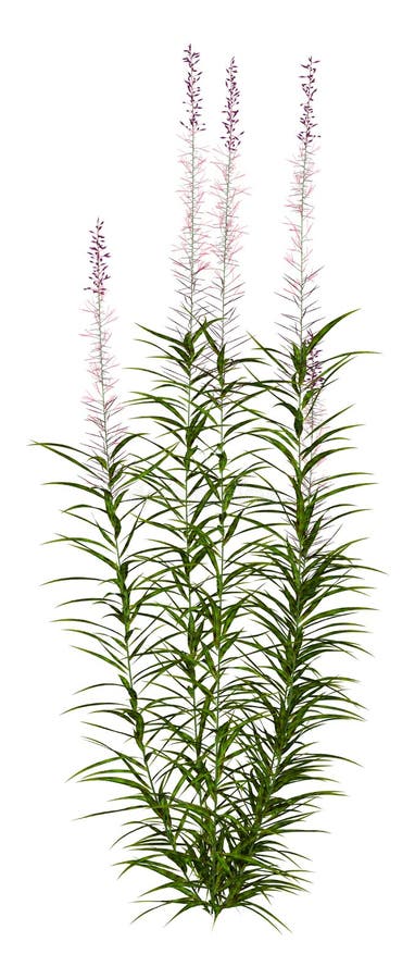 Flower Fireweed Plant Stock Illustrations – 293 Flower Fireweed Plant ...