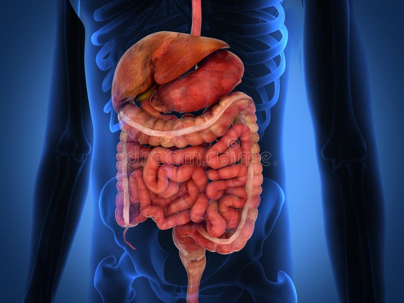 Rendering Intestinal Internal Organs Stock Illustration - Illustration ...