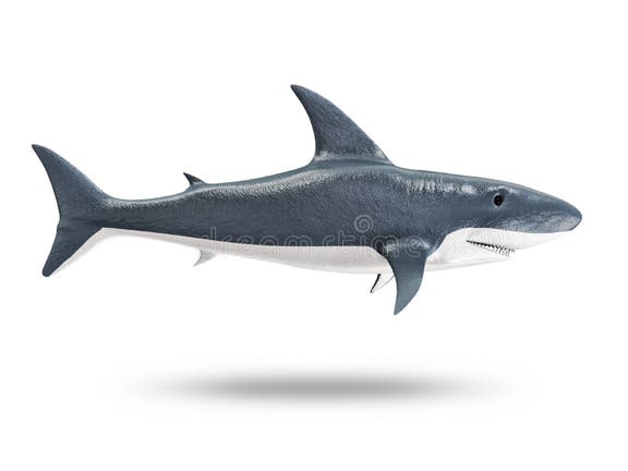 Shark Front View Stock Illustrations – 488 Shark Front View Stock ...