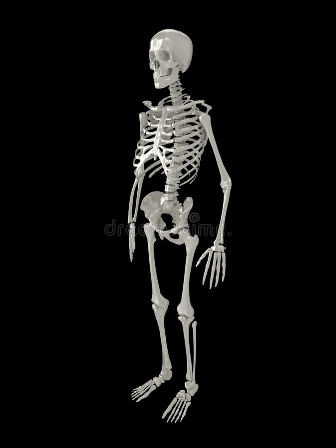 Male Human Skeleton, in Dynamic Posture, Front View. Stock Illustration ...
