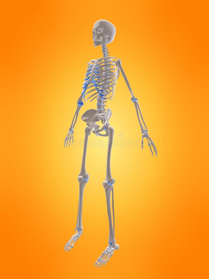 3d skeleton stock illustration. Illustration of skull - 4418790
