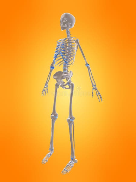 Human Skeleton Side View Stock Illustrations – 1,057 Human Skeleton ...