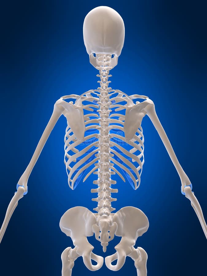3d skeleton stock illustration. Illustration of backbone - 4418793