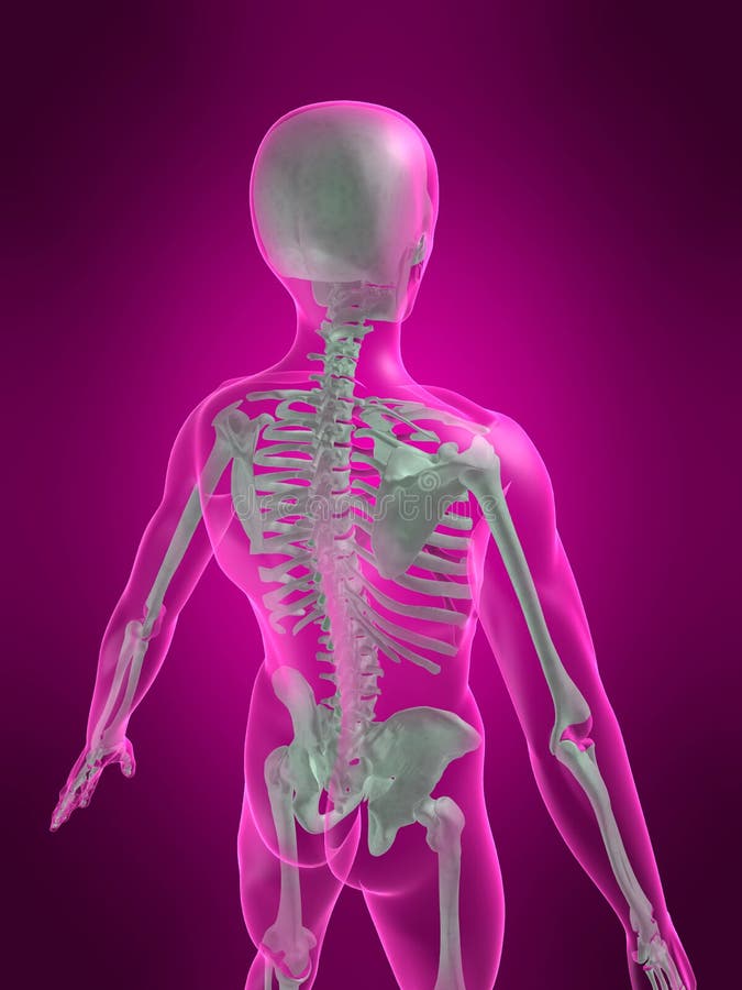 3d skeleton stock illustration. Illustration of skull - 4832643