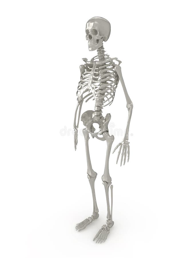 3d skeleton stock illustration. Illustration of life, isolated - 9460075