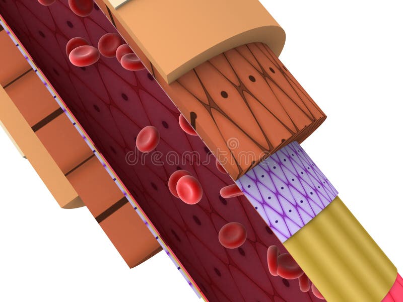 Anatomie Van Ader En Slagader. Vergelijking En Verschil Vector ...