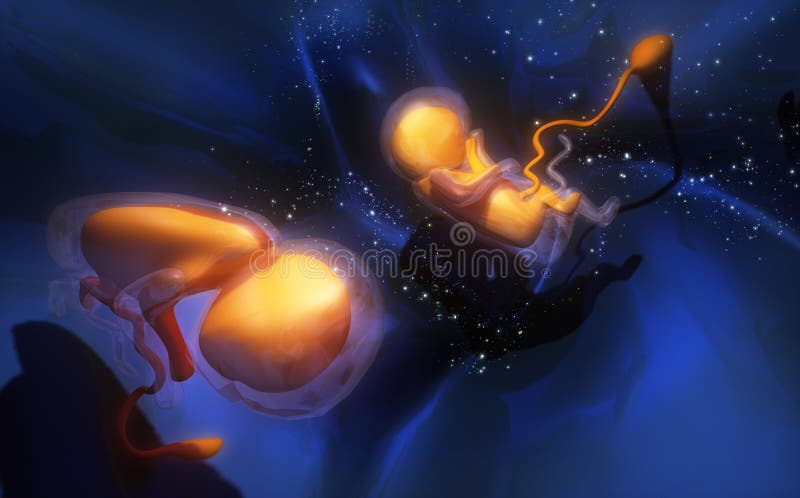 Fetus inside the womb stock illustration. Illustration of child - 31024726