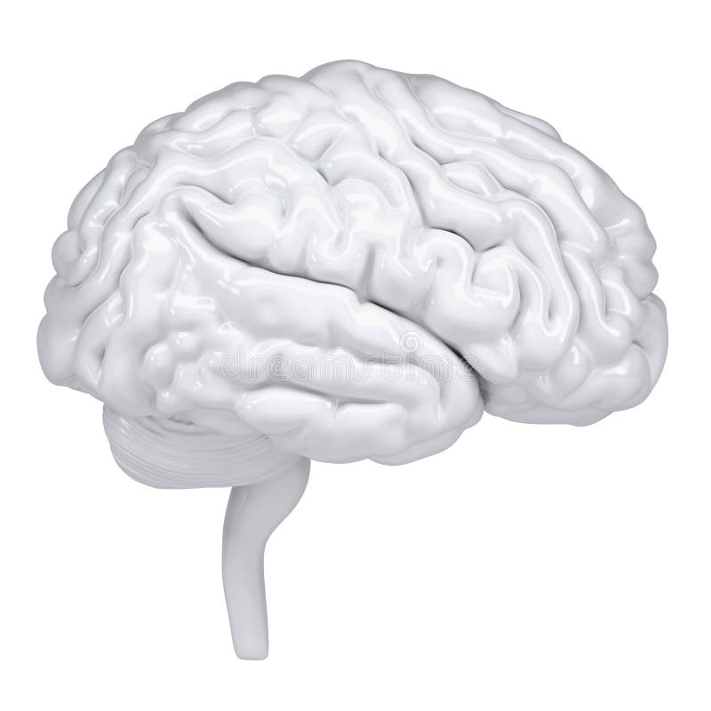 Human brain lateral view stock vector. Illustration of cortex - 15934537