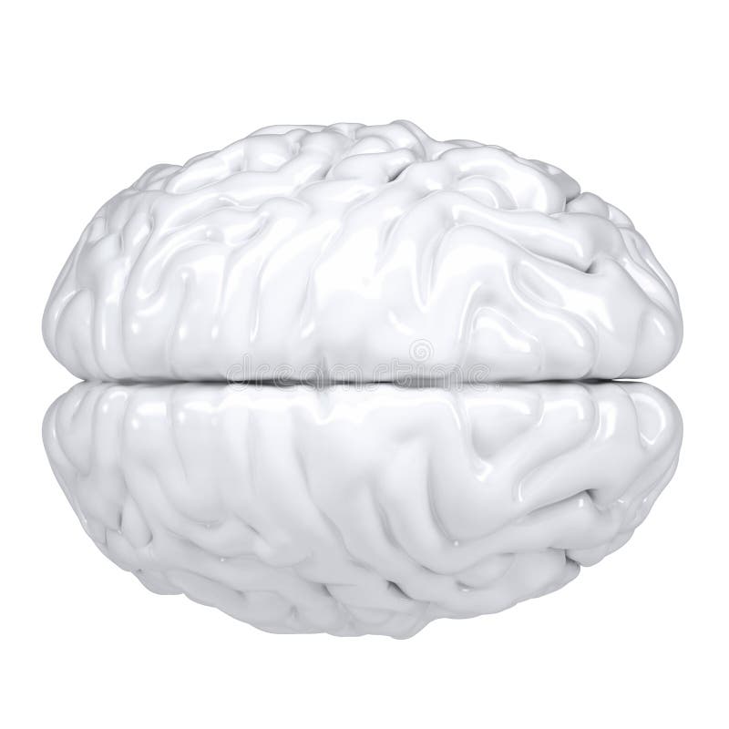 3d White Human Brain. View from Above Stock Illustration - Illustration ...