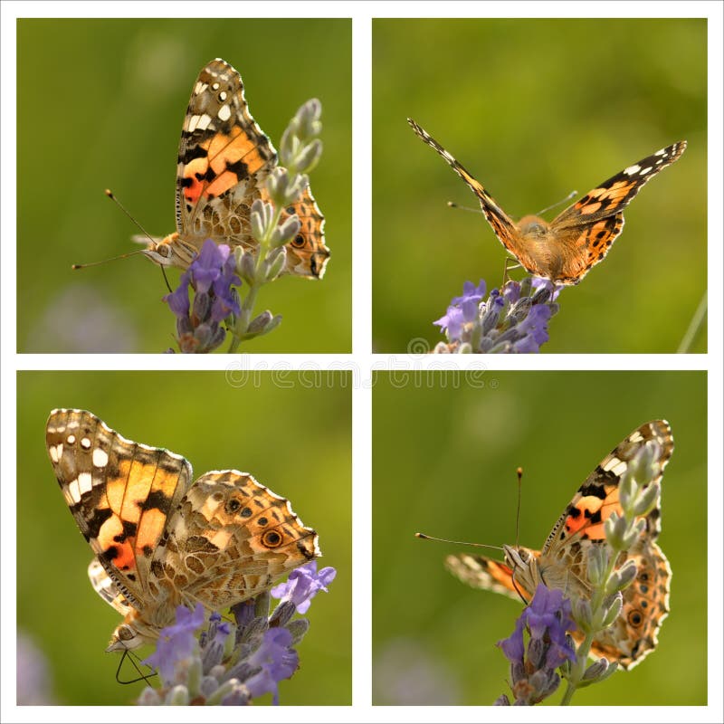 4_butterflies_01 stock image. Image of butterflies, insect - 12341081