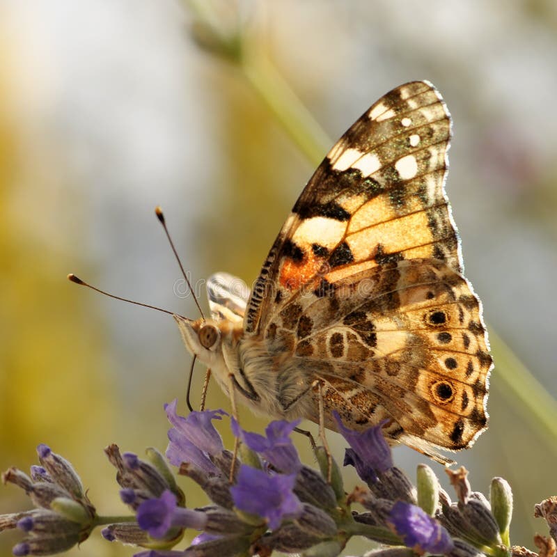 4_butterflies_01 stock photo. Image of wing, colours - 12341212