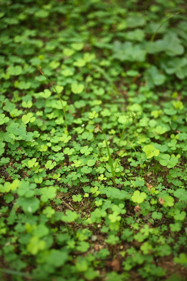 4 Leaf-Clover Forest stock image. Image of patrick, hope - 5219371