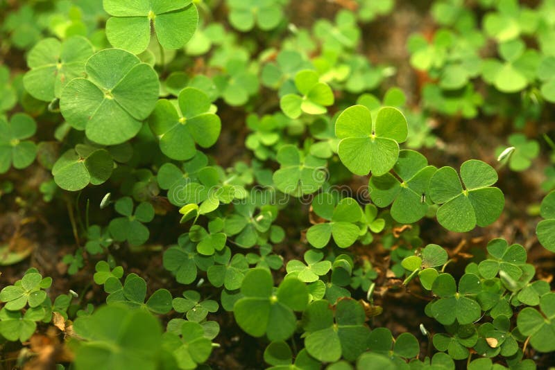 4 Leaf-Clover Forest stock image. Image of four, faith - 5219351