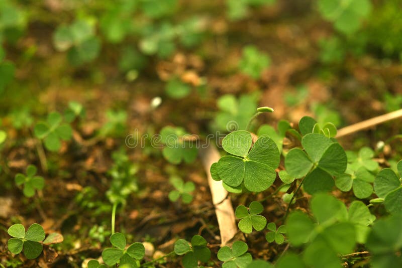 4 Leaf-Clover Forest Picture. Image: 5219378
