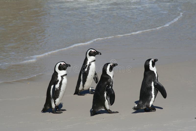4 penguins stock image. Image of cape, current, blue, beach - 861481