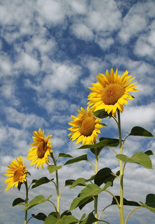 Solrosor arkivfoto. Bild av bostonian, soligt, färgrikt - 10480698