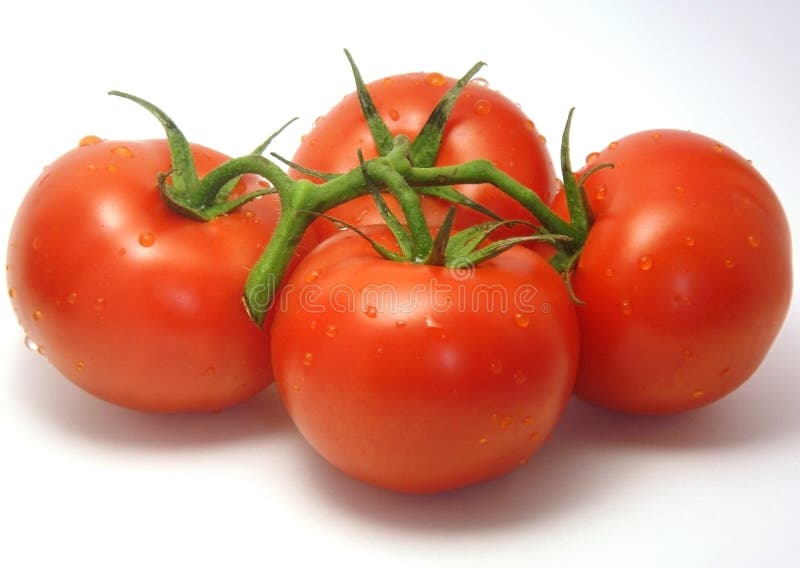 4 tomaten stock afbeelding. Image of blad, landbouw, rood - 11541541