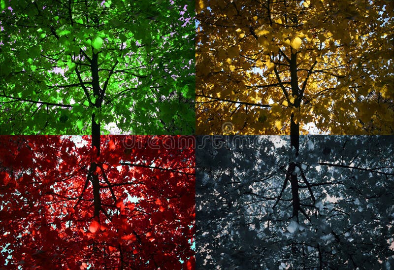 4 trees stock photo. Image of elements, cute, fall, autumn - 7122808