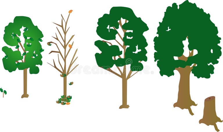 Sapling Stock Illustrations – 35,131 Sapling Stock Illustrations ...