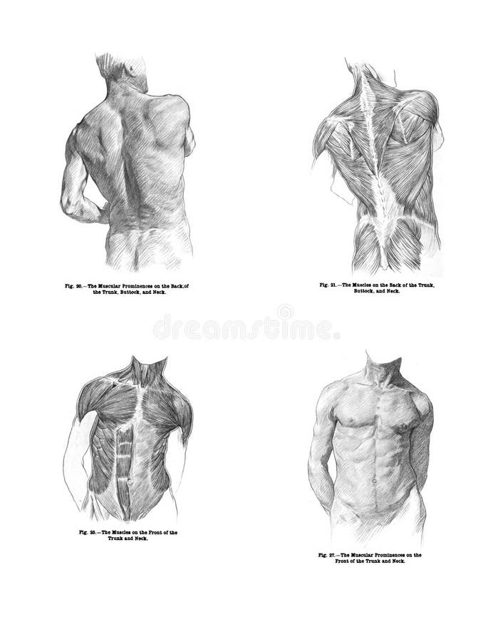 4 Views of the Human Back Muscles, and Torso Editorial Stock Image ...