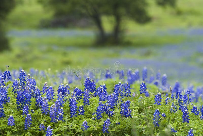 Closeup of a CLuster of Texas Bluebonnet Wildflowers. Stock Photo ...