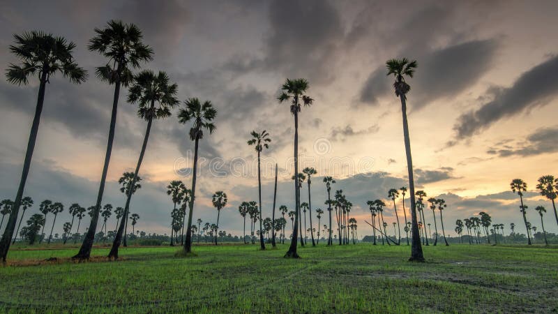 4K Time Lapse of Beautiful Scenery Sugar Palm Tree on the Paddy Field ...