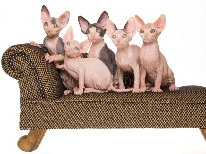 5 Chatons Chauves De Sphynx Sur Le Mini Divan Brun Photo stock - Image ...