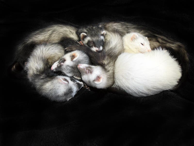 5 Ferrets on Black stock image. Image of curious, canadian - 2908295