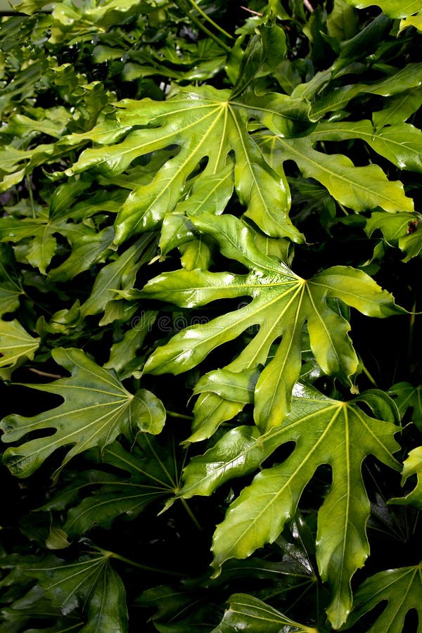 5 finger plant leaves stock image. Image of pattern, shine - 12006167