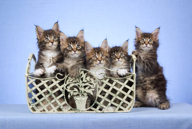 5 Gatitos Del Coon De Maine En Envase Foto de archivo - Imagen de ...