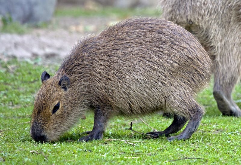 Kapibara Wielka ślepuszonka W świacie Obraz Stock - Obraz złożonej z ...