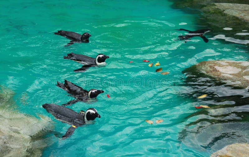 5 penguins stock photo. Image of swim, penguin, white - 26512540