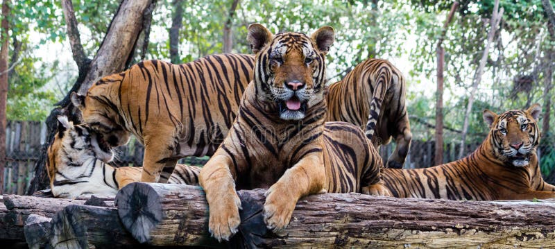 Acorn stock vector. Illustration of detail, leaf, nature - 21212711