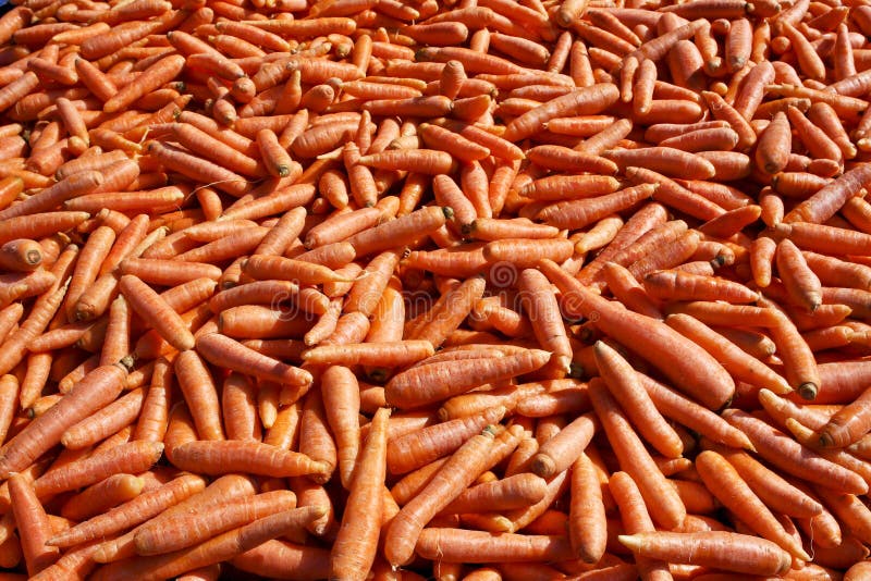 501 Carrots bulk stock photo. Image of lots, food, umbelliferae - 6327712