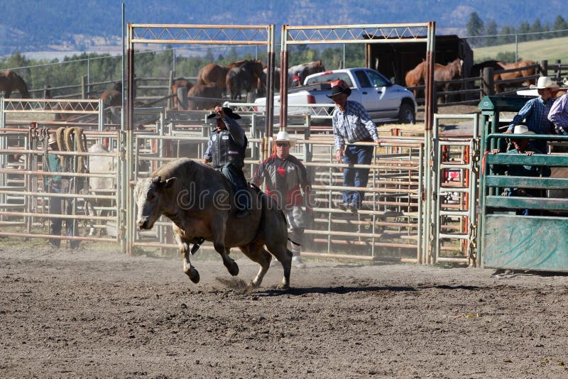 Rodeo in the mud. stock image. Image of equestrian, herd - 307927