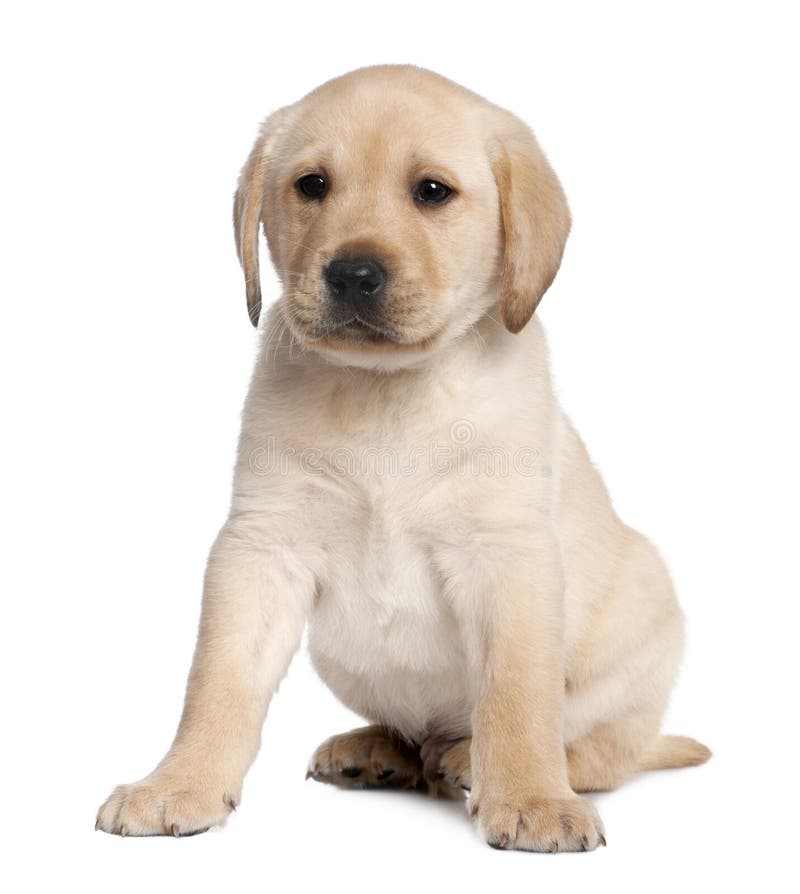 Stolt Gul Labrador Valp Som Lägger På Den Blåa Bakgrunden Fotografering ...