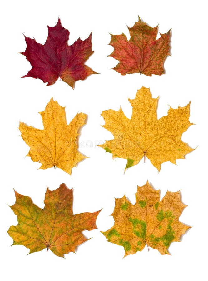 6 maple leaves stock photo. Image of fall, isolated, leaf - 11252864