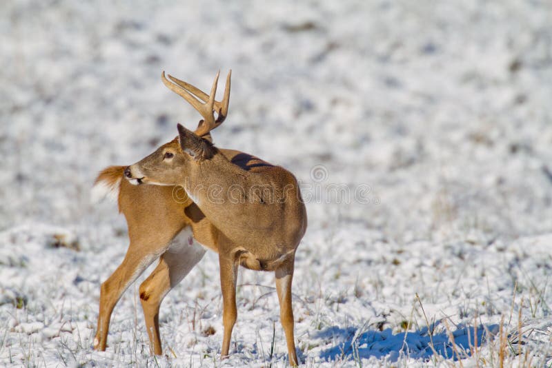 6 point buck stock image. Image of autumn, countryside - 22550389