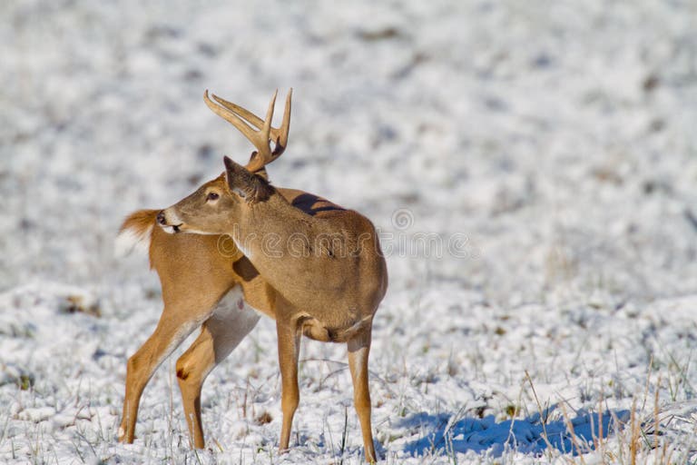 6 Point Buck Stock Photos - Free & Royalty-Free Stock Photos from ...