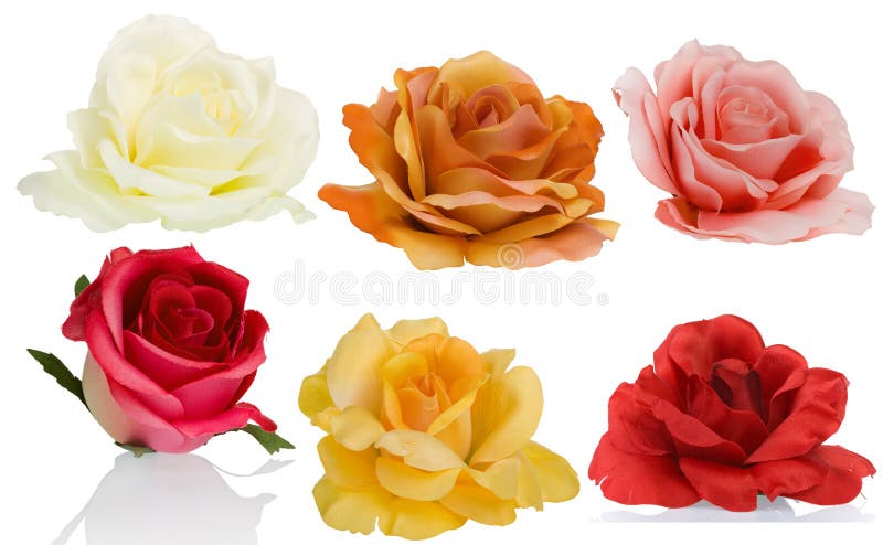 White Rose Blossom stock image. Image of real, single - 4367831