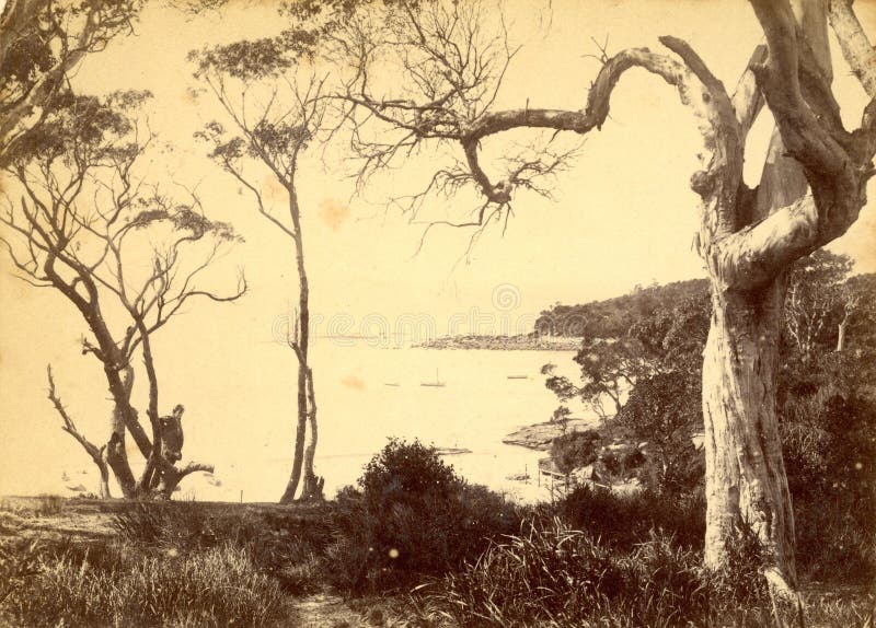 61. From Fairy Bower, Manly Picture. Image: 222381444