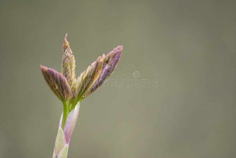 6880 Spring Leaf Buds stock photo. Image of sprouting, spring - 956132