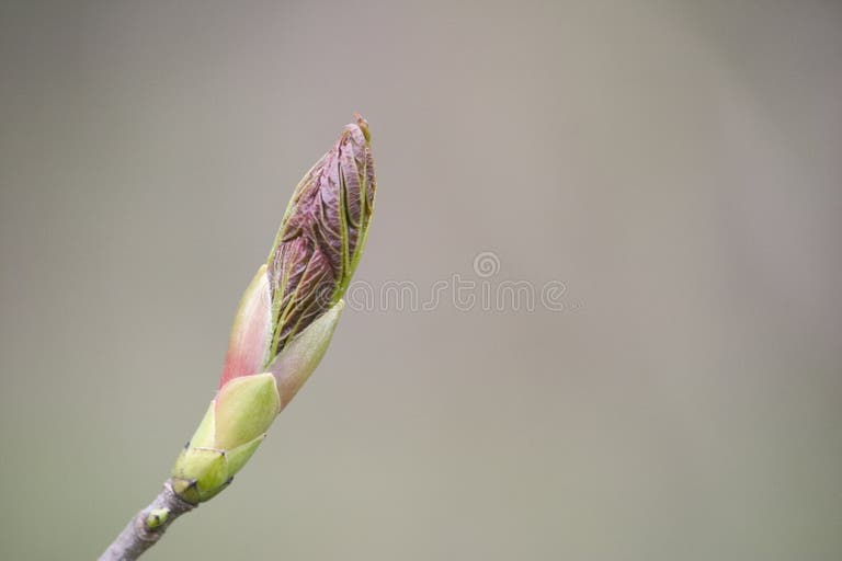 6882 Spring Leaf Buds stock image. Image of opening, leaf - 956155