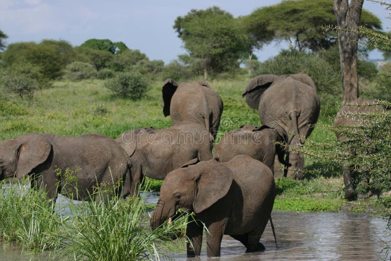 69 Young Elephant Eating in Pond Stock Image - Image of travel ...