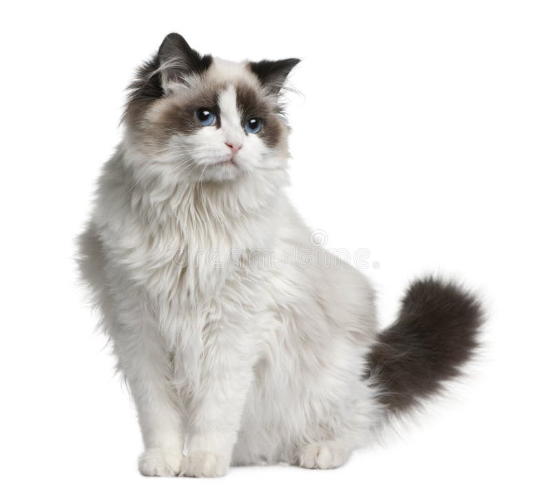 Purebred ragdoll kot obraz stock. Obraz złożonej z tło - 54643065