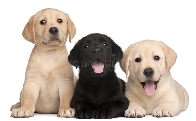 7 Labrador Gammala Valpar Tre Veckor Fotografering för Bildbyråer ...