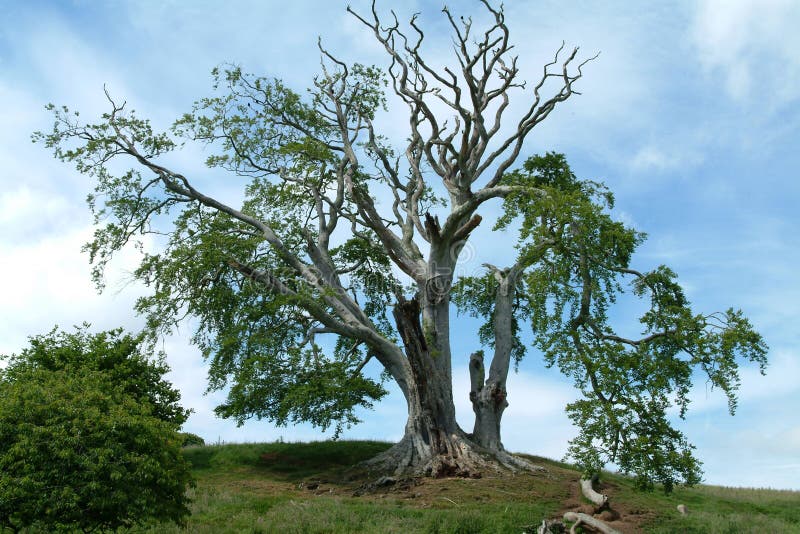 700 Year Old Scottish Beech Tree Stock Image - Image of trees, leaves ...